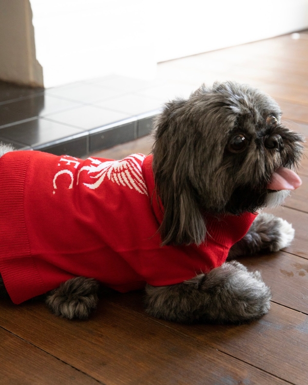 LFC Liverbird Dog Jumper
